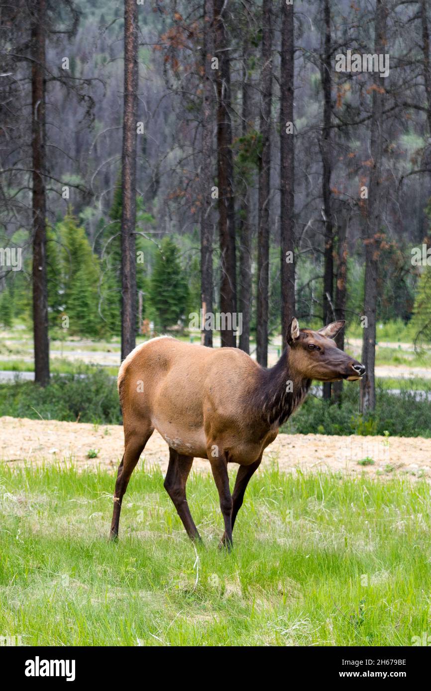 female elk standing in grass, right side profile to camera, walking in ...