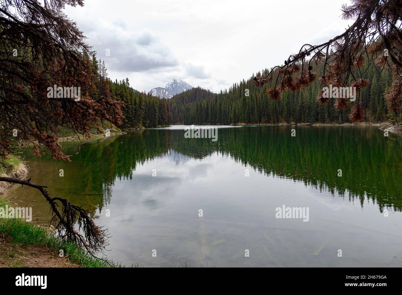 Canada rockies jasper moose lake hi-res stock photography and images ...
