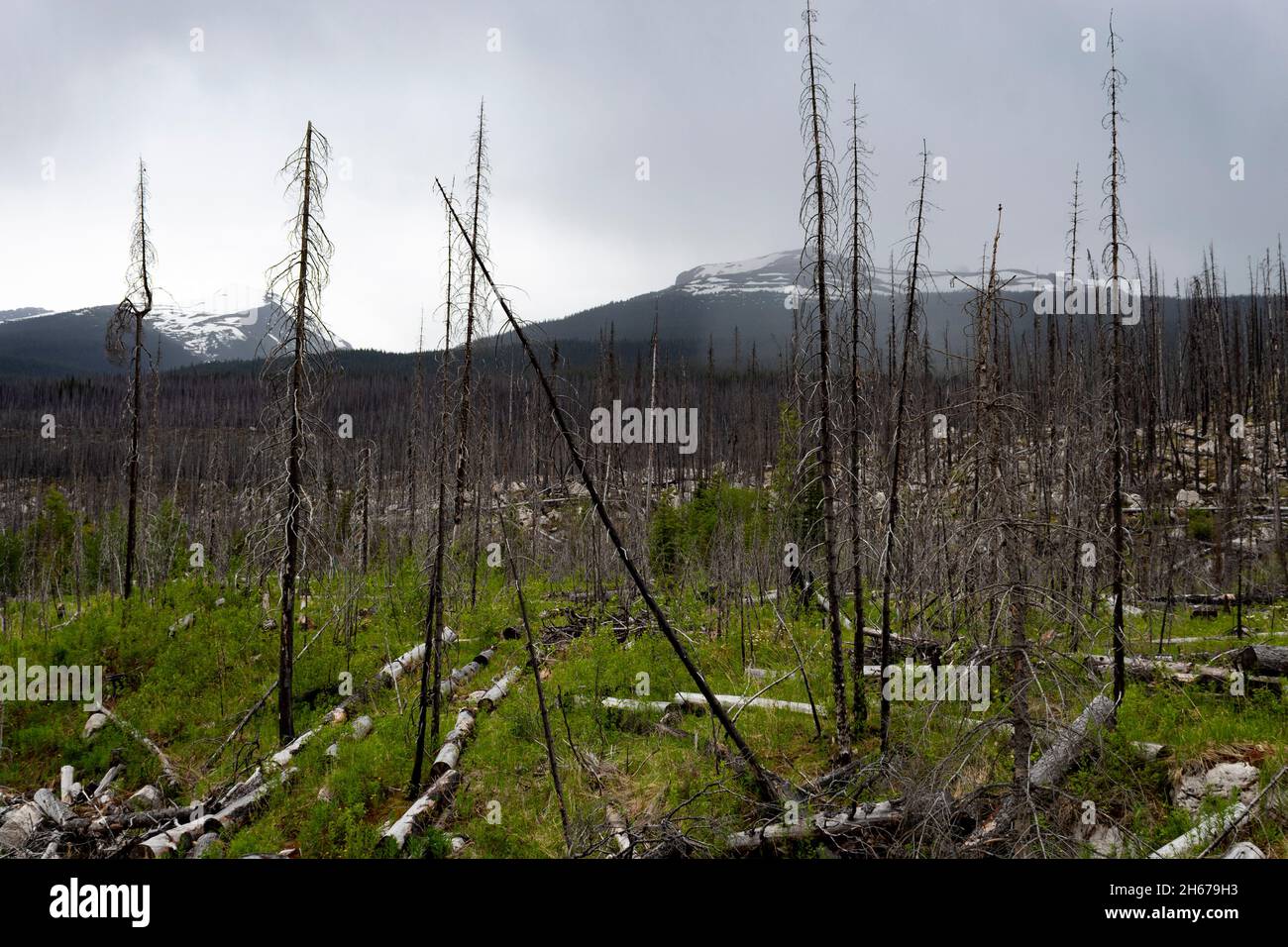 Burnt forest starting to regrow after devastating fire destroyed acres ...