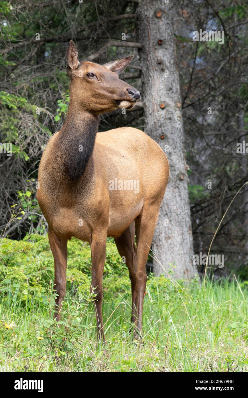 Elk standing tall and strong facing camera, looking to right. Treed and ...