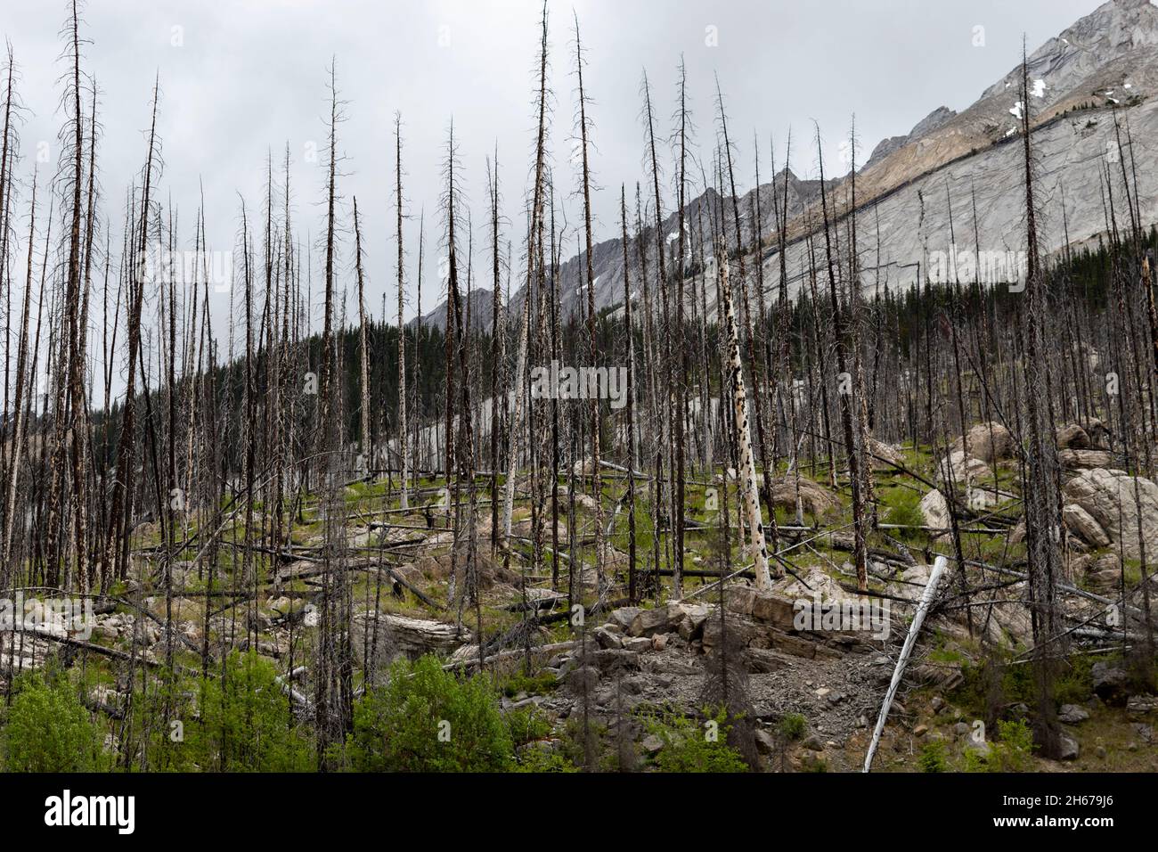 Burnt trees, years after forest first destroyed acres of surrounding ...
