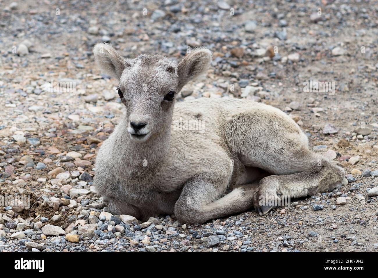 Baby Mountain Sheep
