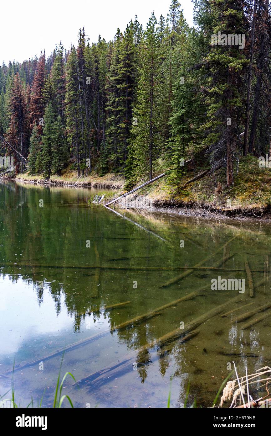 Moose Lake Jasper - clear, see through still water with logs visible at ...
