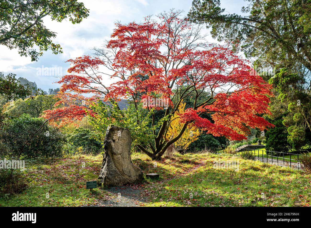 Acer Tree in fall colours in the Lake District, Cumbria, England Stock ...
