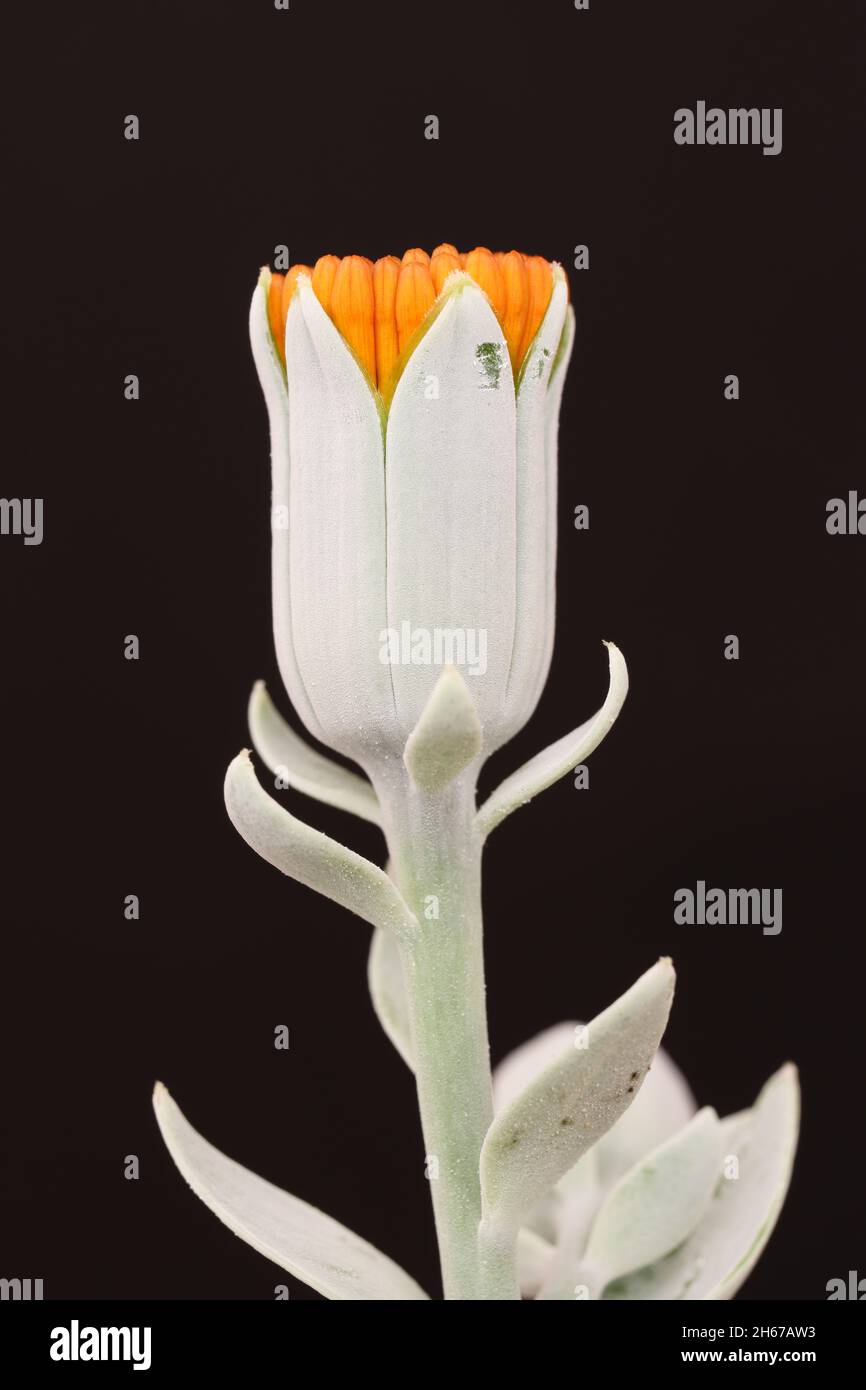 Succulent plant: Senecio cephalophorus Stock Photo - Alamy