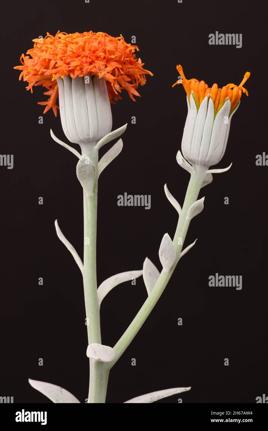 Succulent plant: Senecio cephalophorus Stock Photo - Alamy