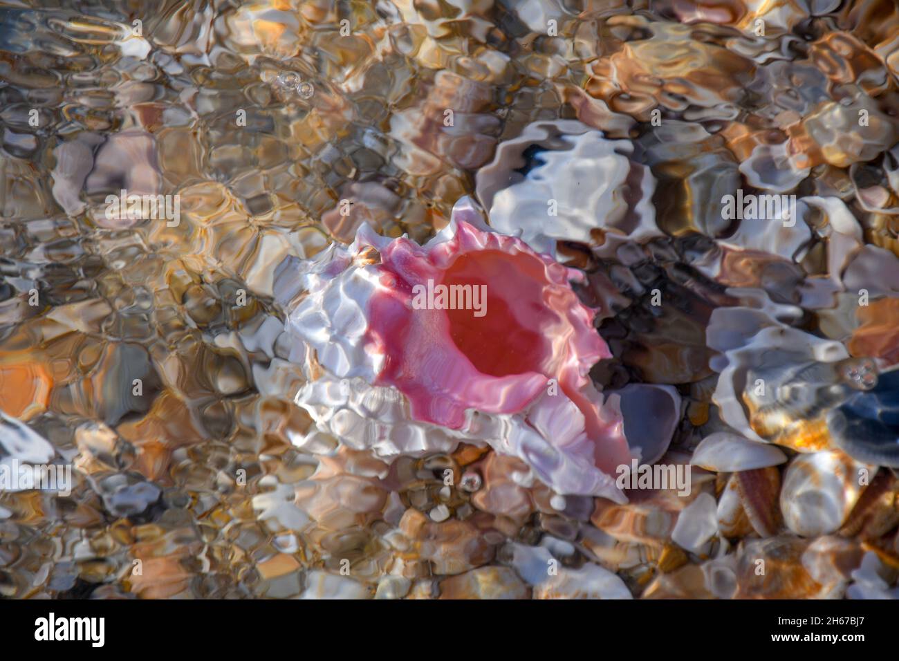 Colorful shells under water hi-res stock photography and images - Alamy