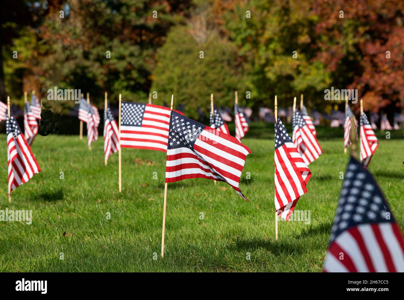 Veterans Day Flags upon each grave at the Massachusetts National ...