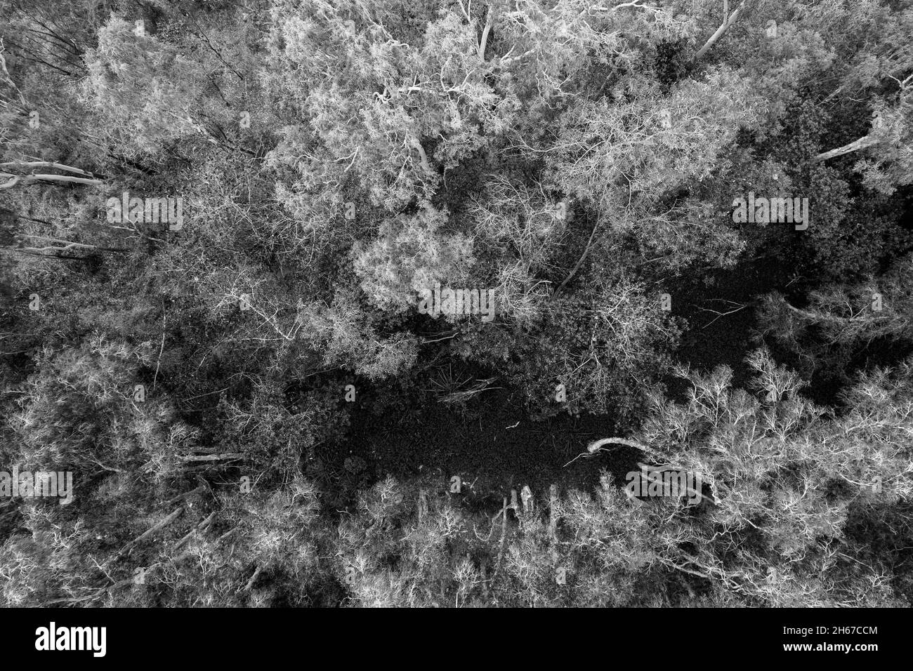 Aerial landscape over a forest of trees in black and white - drone ...