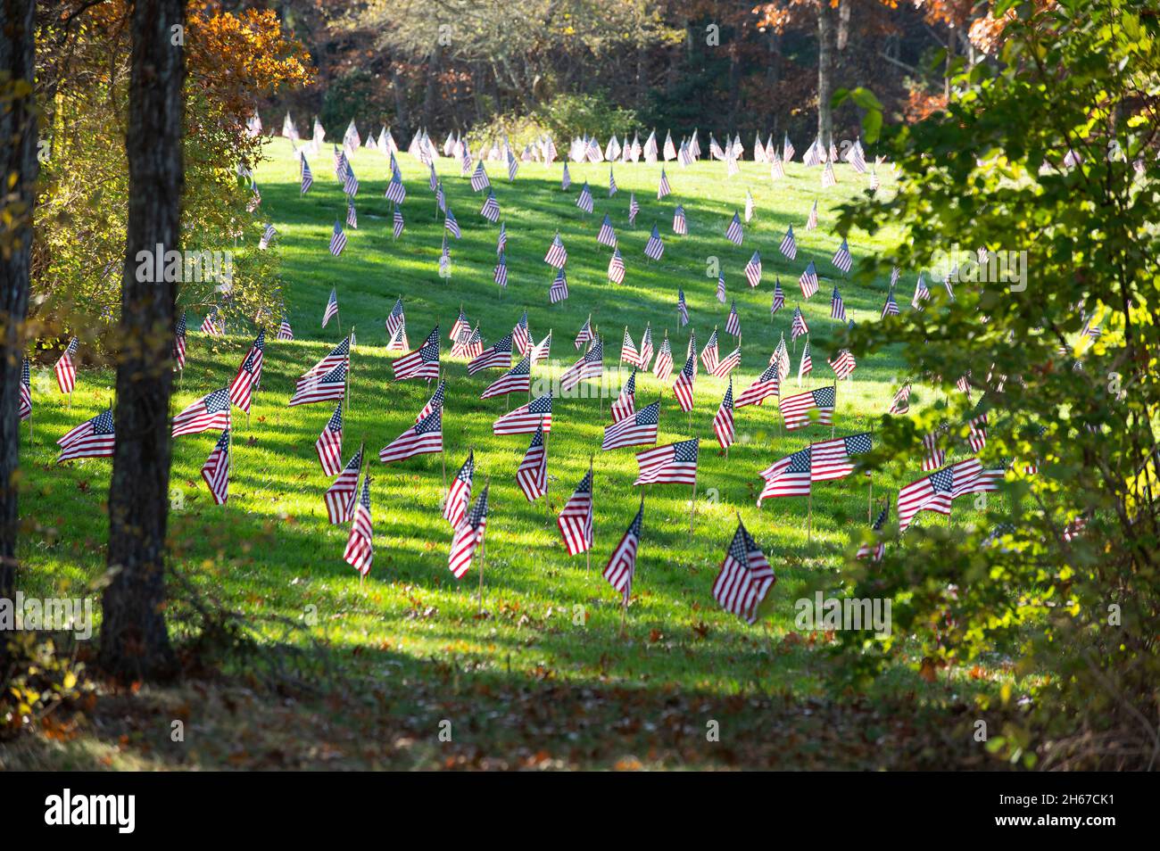 Veterans Day Flags upon each grave at the Massachusetts National ...
