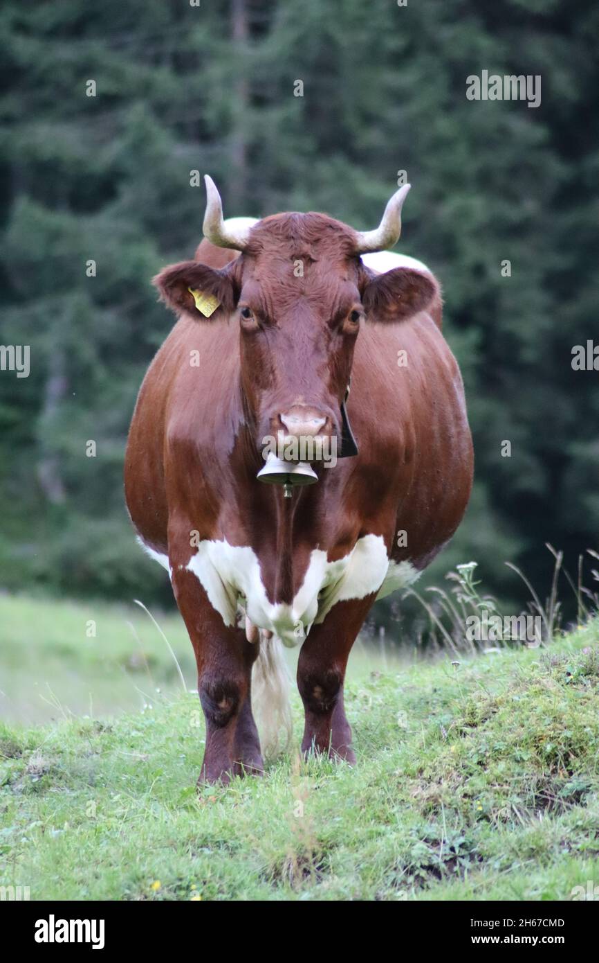 Cow with big bell hi-res stock photography and images - Alamy