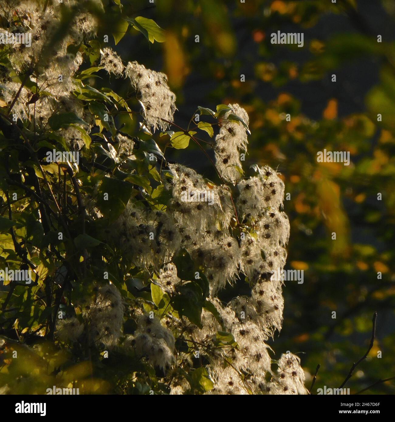 Closeup shot of soft fluffy flowers on a shrub Stock Photo - Alamy