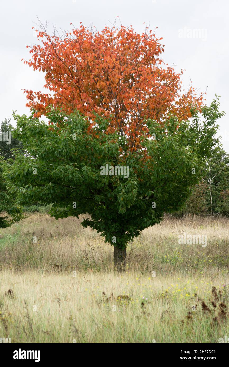 Vertical shot of a beautiful fall tree Stock Photo - Alamy