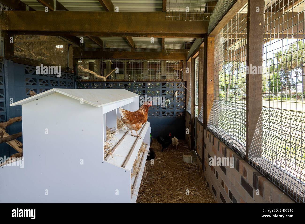 Chickens in a cage with one standing outside its nesting box being ...