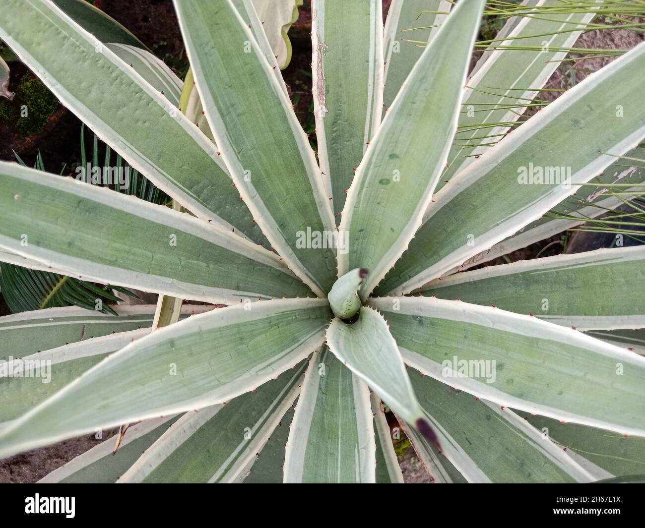 Agave angustifolia hi-res stock photography and images - Alamy