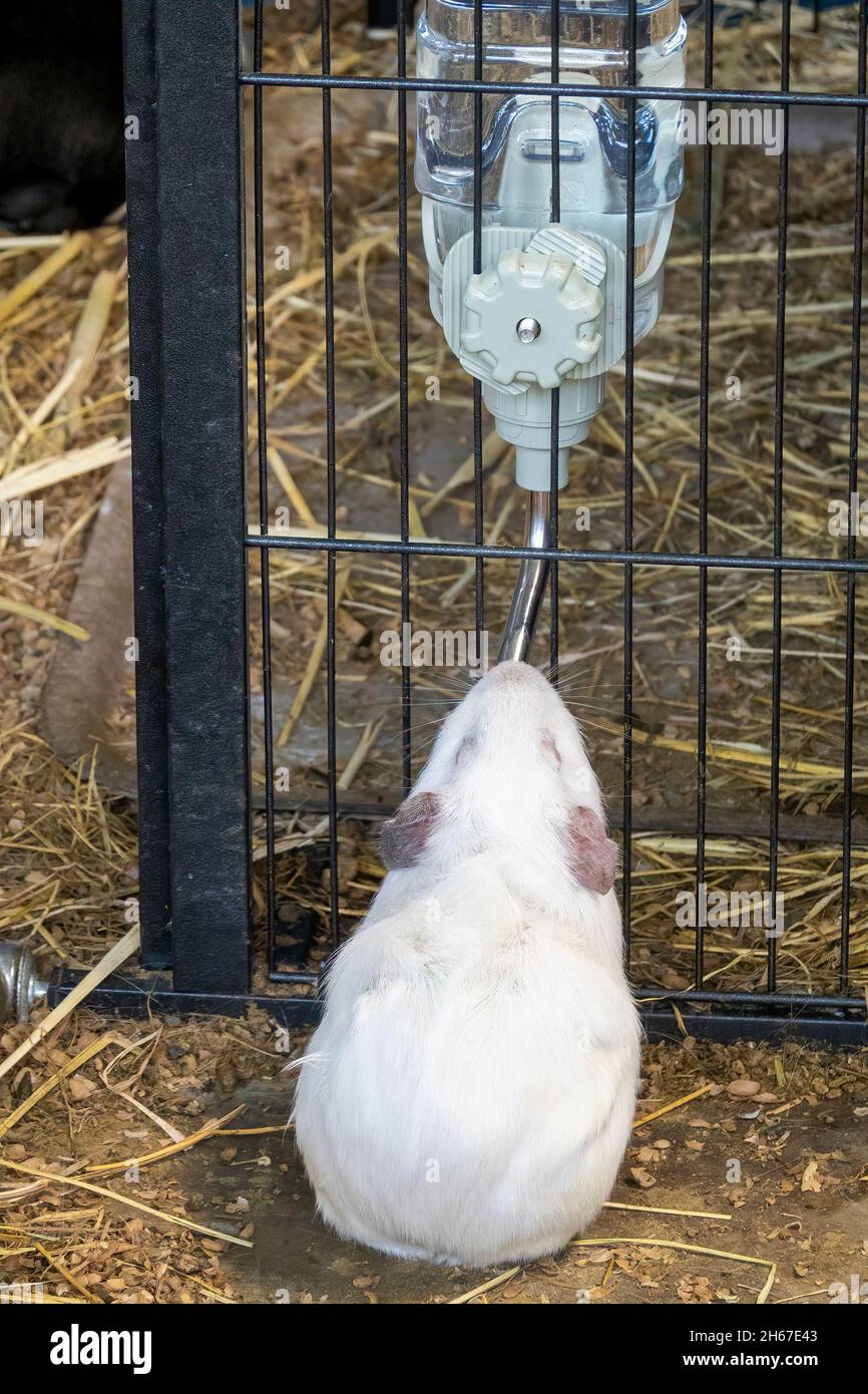 A cute white cavy drinking from a water spout beside his cage Stock ...