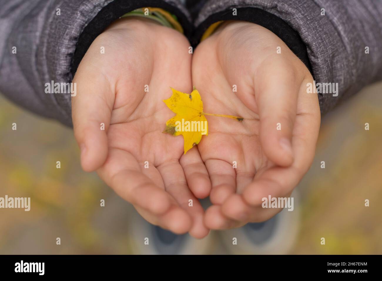 A small yellow leaf from a tree in the hands of a child, the child ...