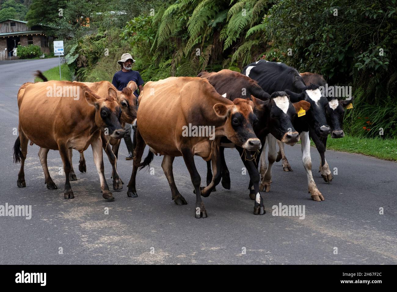 Man herding cattle hi-res stock photography and images - Alamy