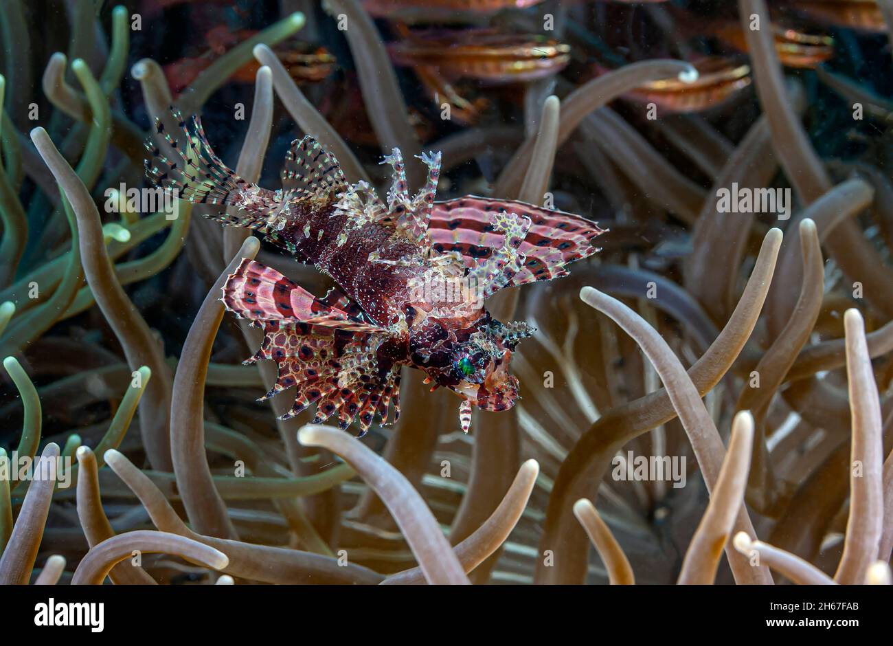 Pterois is a genus of venomous marine fish, commonly known as lionfish ...