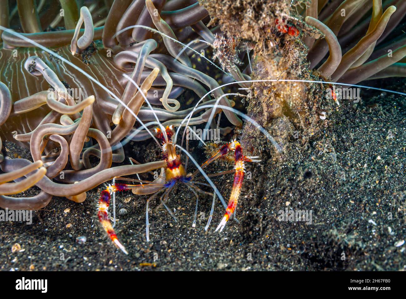 Stenopus hispidus is a shrimp-like decapod crustacean belonging to the ...