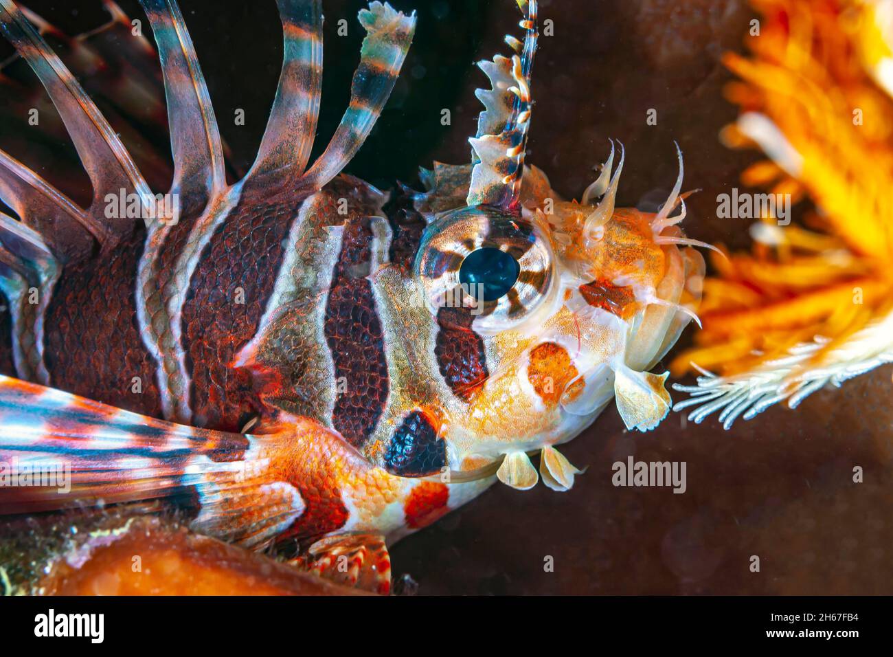 Pterois is a genus of venomous marine fish, commonly known as lionfish ...