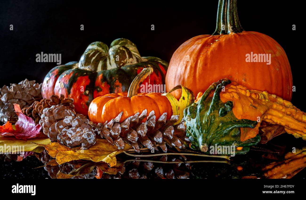 Cone leaves hi-res stock photography and images - Alamy