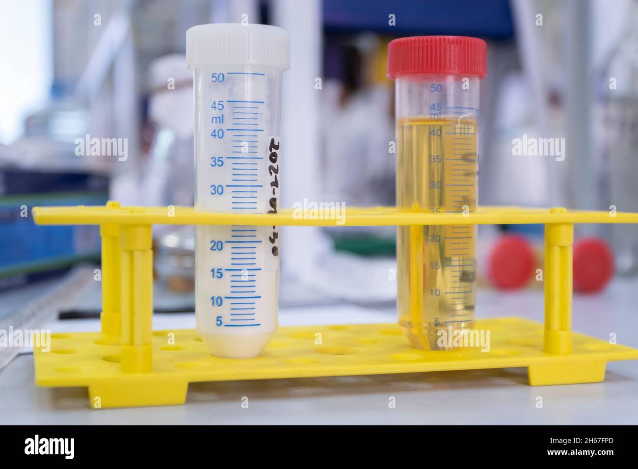 Yellow laboratory hi-res stock photography and images - Alamy