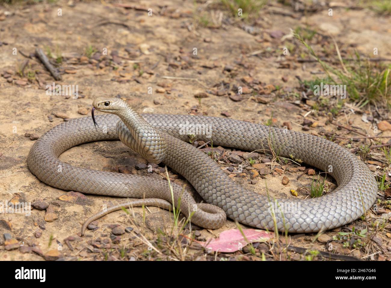 Australian Eastern Brown Snake flickering it's tongue Stock Photo - Alamy