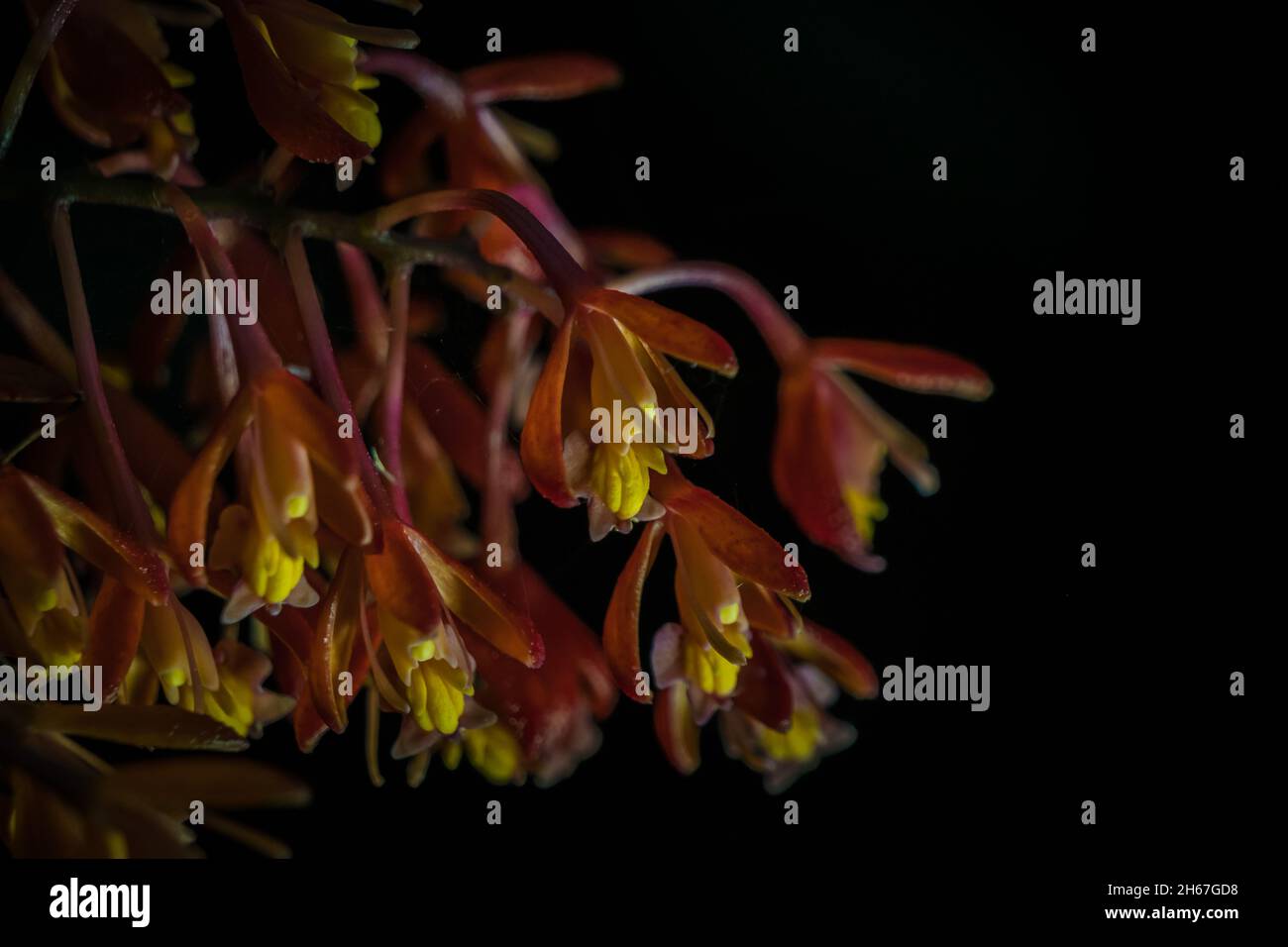 Epidendrum embreei hi-res stock photography and images - Alamy