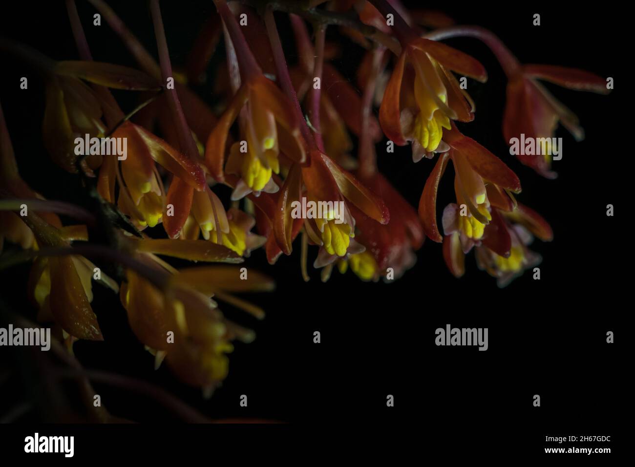 Epidendrum embreei hi-res stock photography and images - Alamy