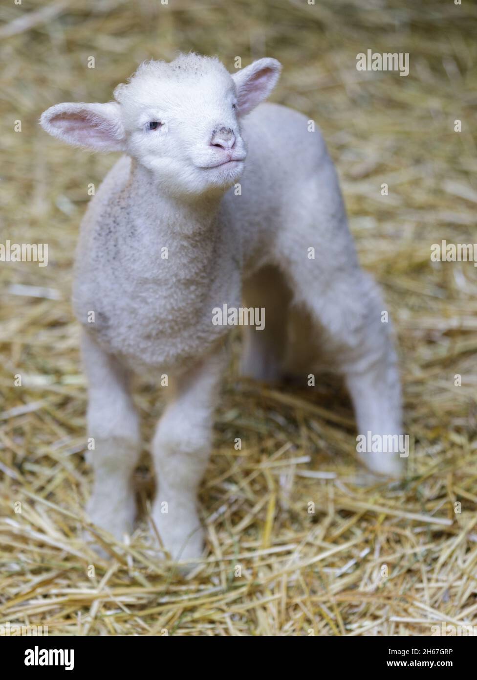 Lamb standing inside animal pen. Farm in Santa Clara County, California ...