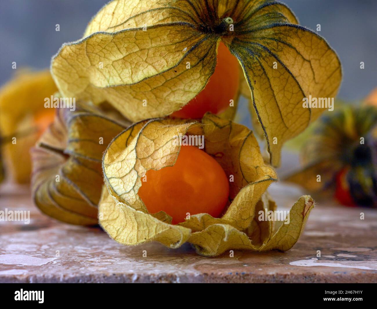 Intriguing Cape Gooseberry, Physalis peruviana,close up fruit still ...
