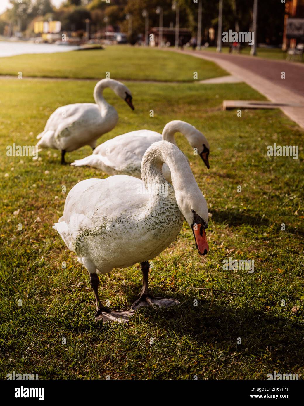 3 swans looking for food in the grass Stock Photo - Alamy