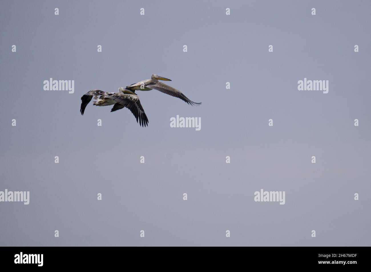 Pelicans soaring against a blue sky Stock Photo - Alamy