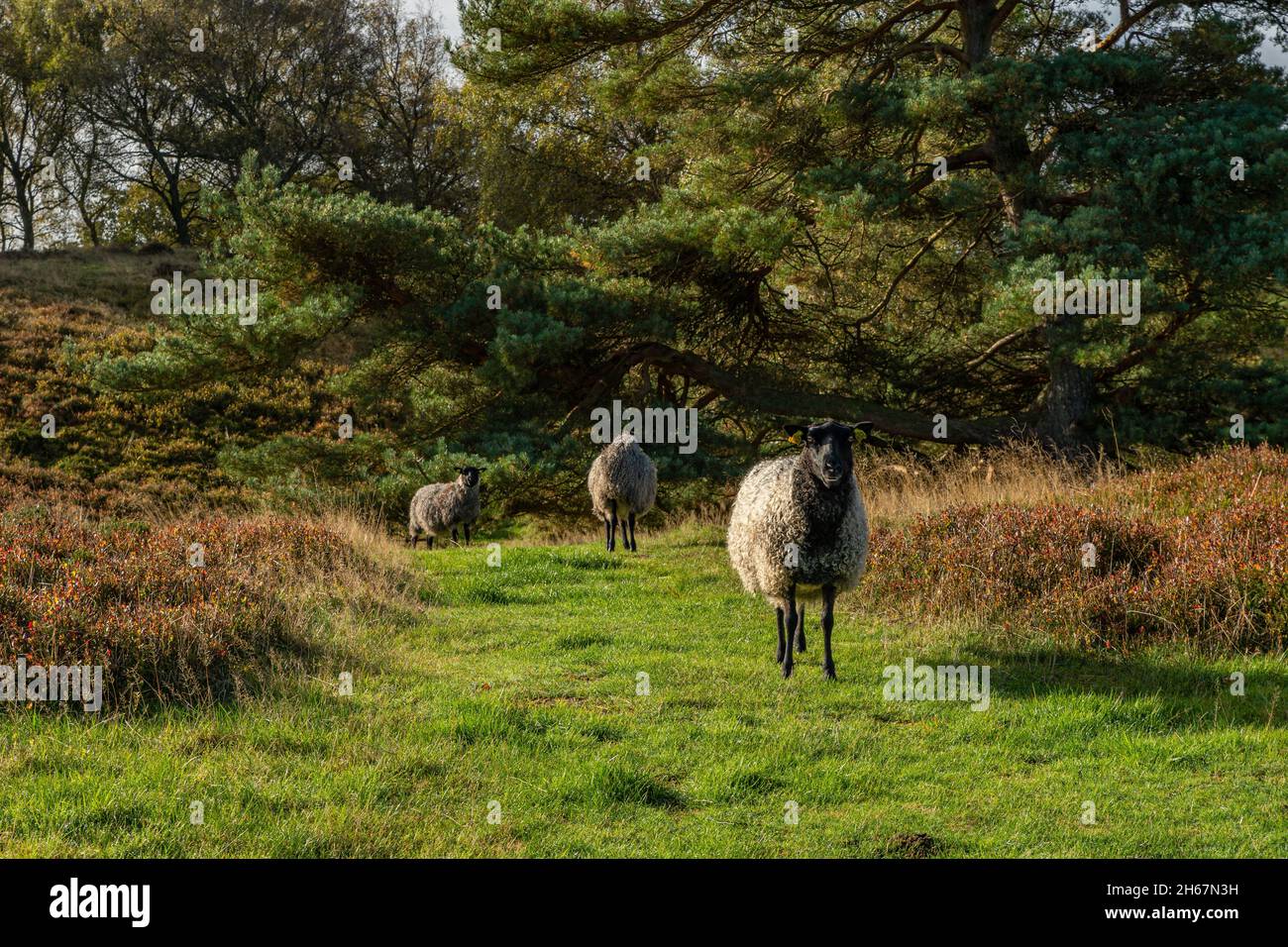 Group of sheep grazing on a hillside meadow in Busbjerg, Denmark Stock ...