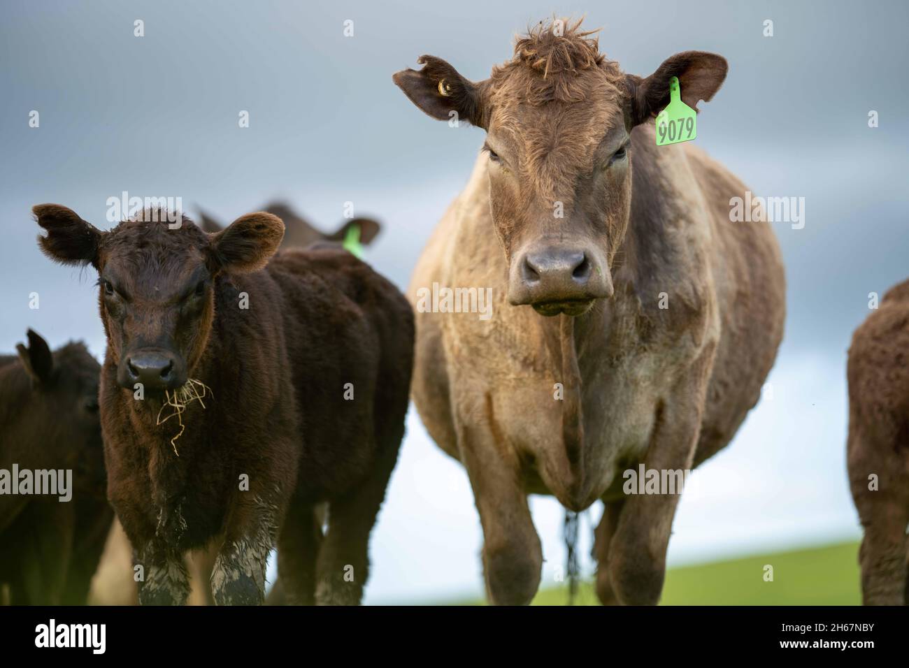 Stud Beef bulls and cows grazing on grass in a field, in Australia ...
