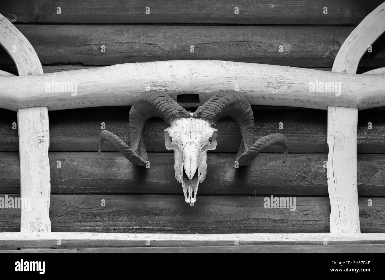 Grayscale shot of a ram skull on a cabin wall Stock Photo - Alamy