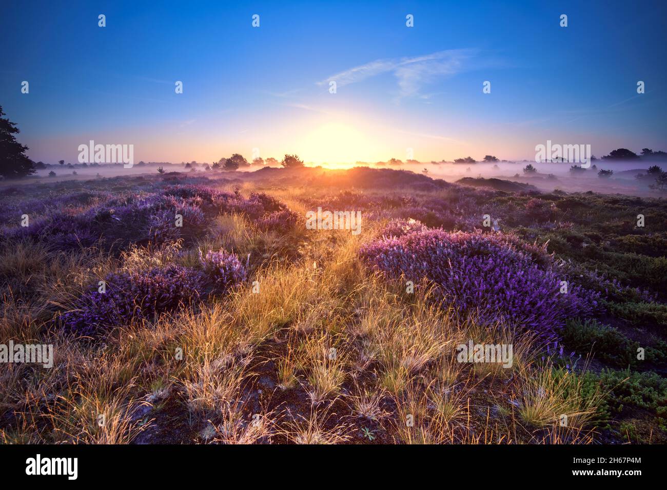 Beautiful heather field on a background of a sunset Stock Photo - Alamy