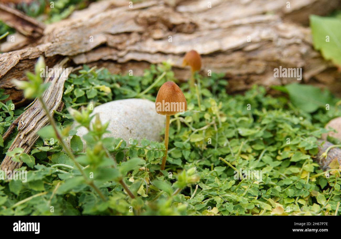 close up macro of a young Golden Waxcap mushroom (Hygrocybe chlorophana ...