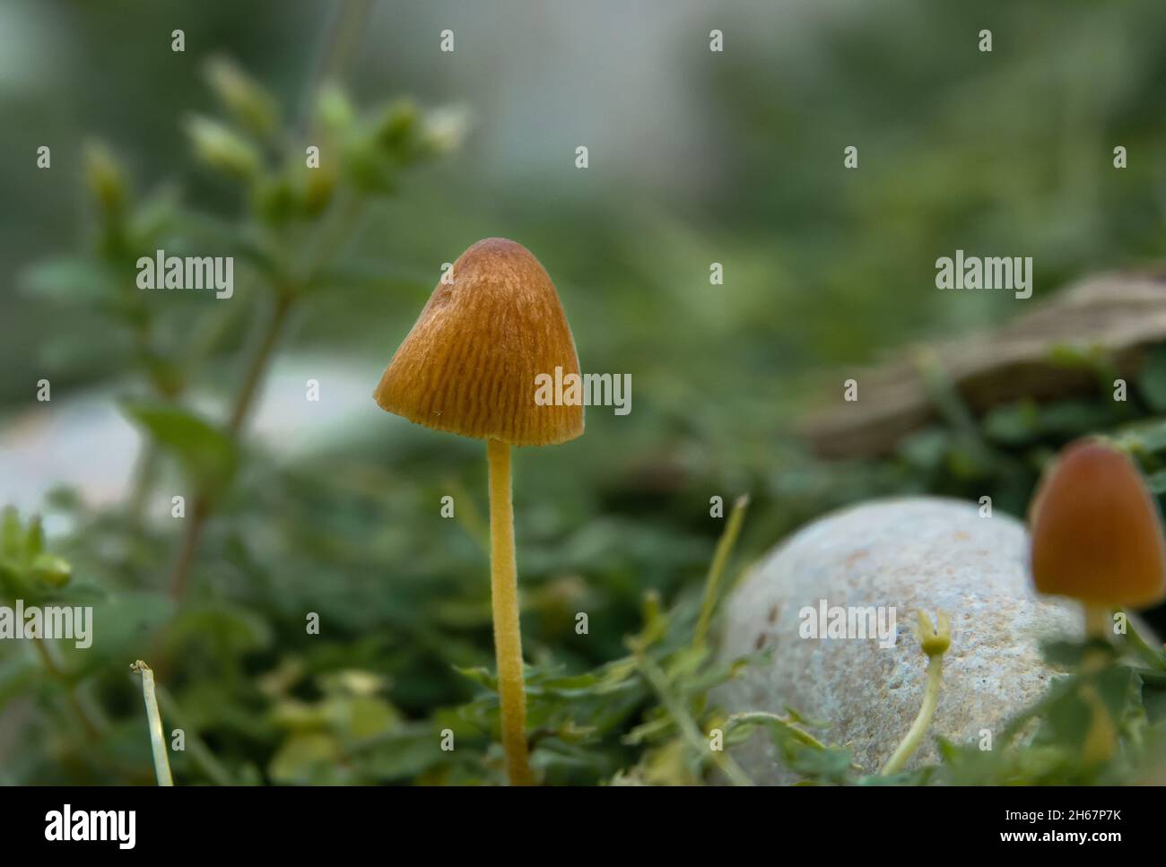 close up macro of a young Golden Waxcap mushroom (Hygrocybe chlorophana ...