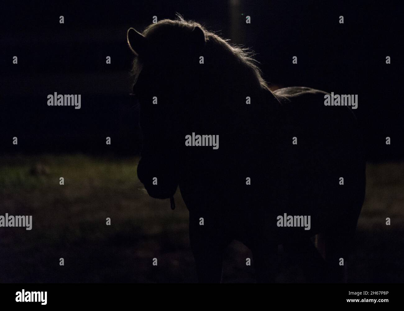 Horse ranch at night hi-res stock photography and images - Alamy