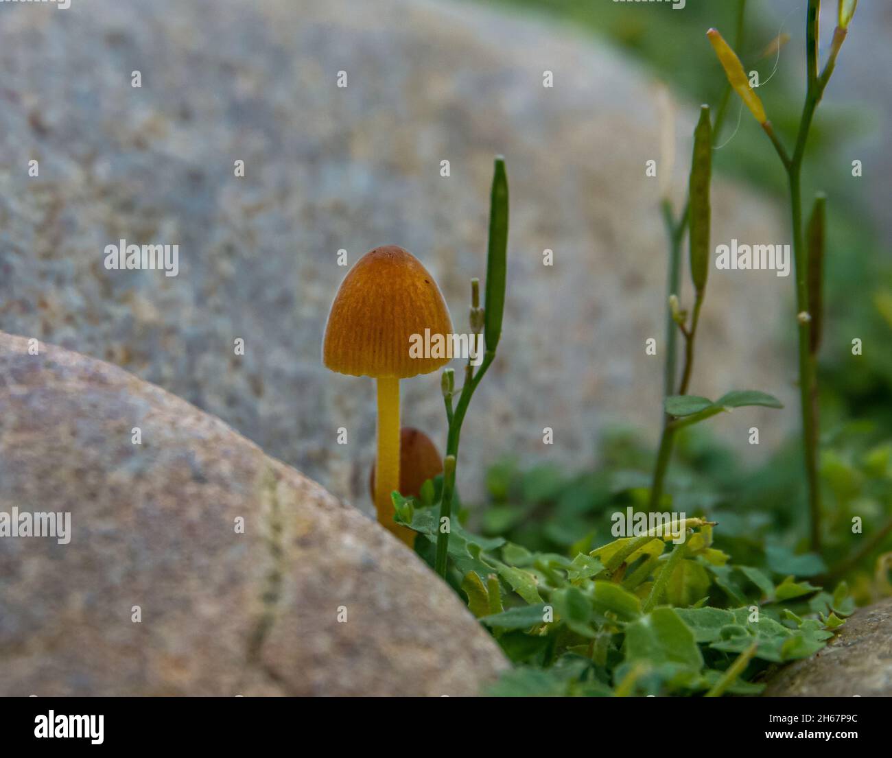 close up macro of a young Golden Waxcap mushroom (Hygrocybe chlorophana ...