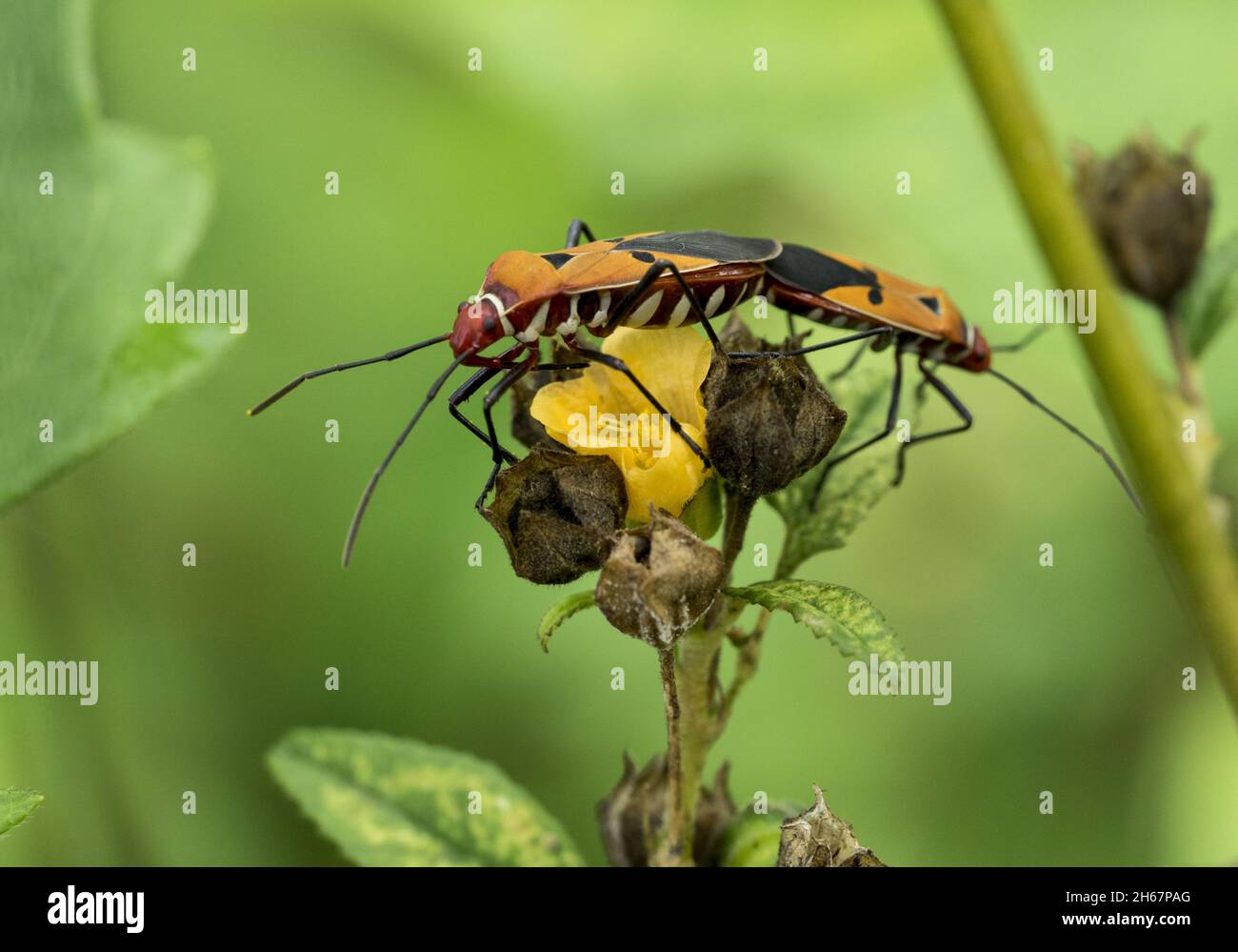 Close-up shot of a Milkweed Assassin Bug on a flower in nature during ...