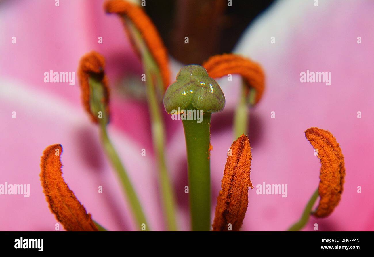 Macro shot of stamen and petals on a lily flower Stock Photo - Alamy