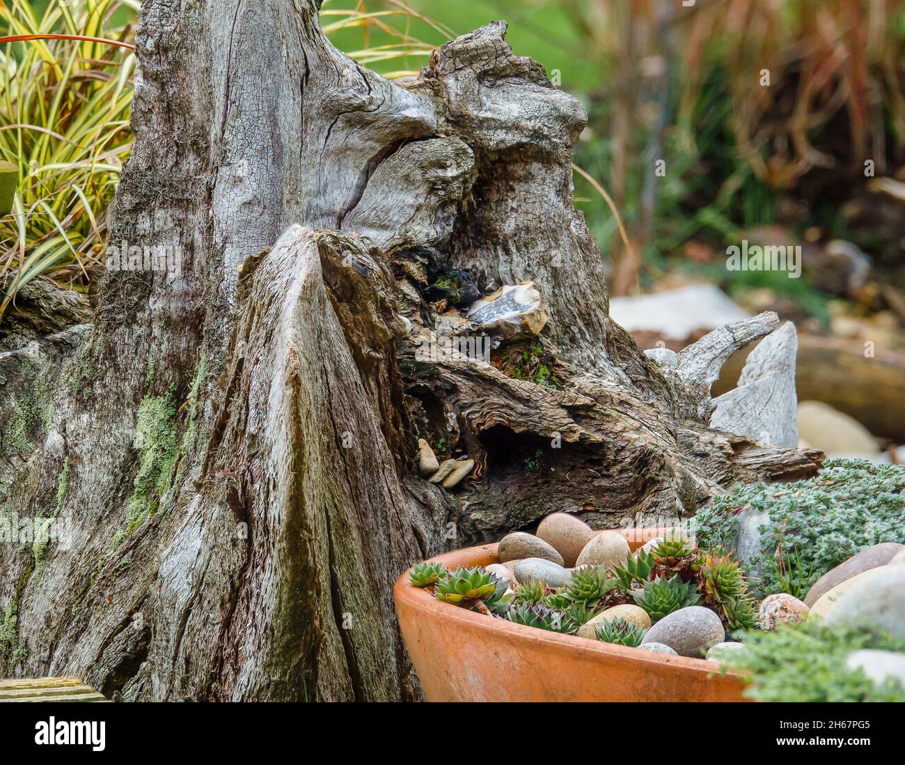 Withered tree root texture hi-res stock photography and images - Alamy