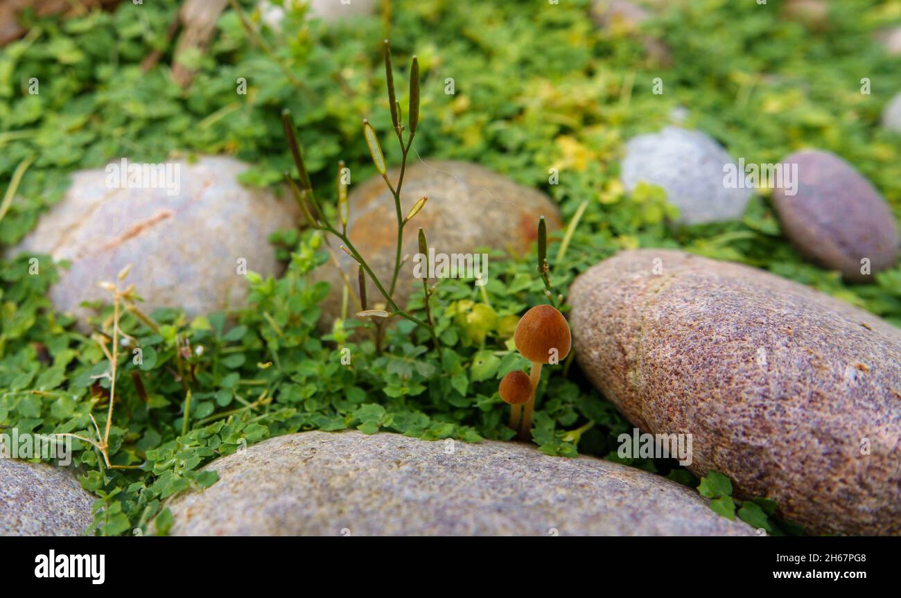 Hygrocybe chlorophana fungi hi-res stock photography and images - Alamy