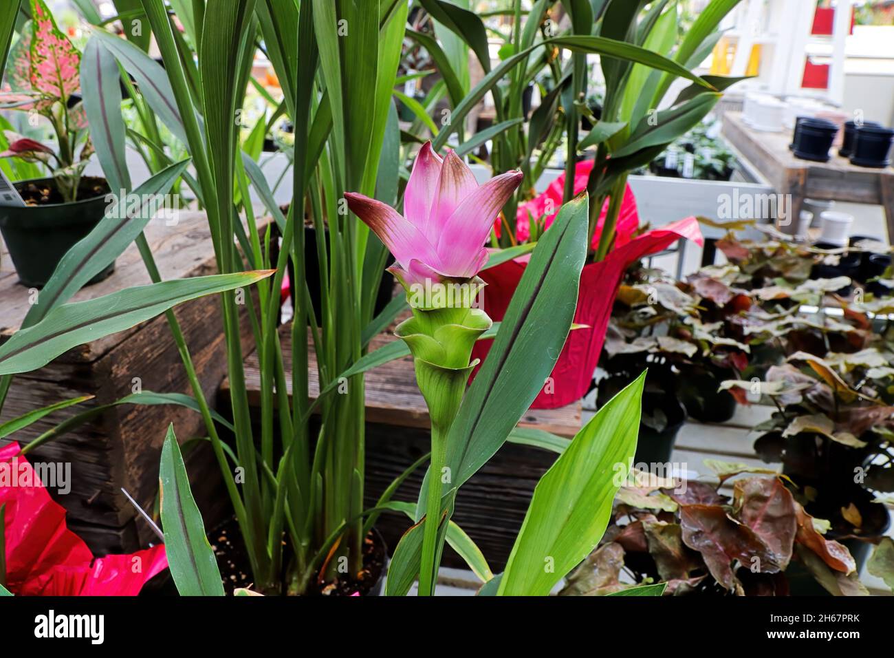 Curcuma plant hi-res stock photography and images - Alamy