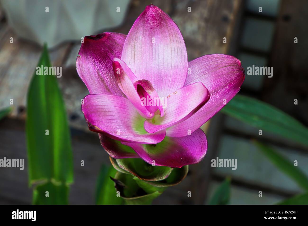 macro of delicate pink flowers on a curcuma plant Stock Photo - Alamy