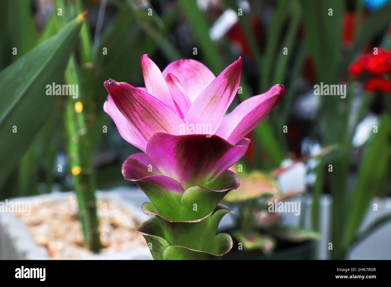 Curcuma plant hi-res stock photography and images - Alamy