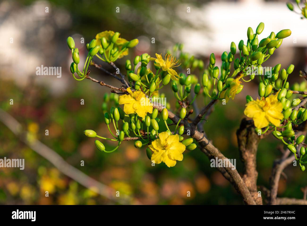 Apricot color flower hi-res stock photography and images - Alamy